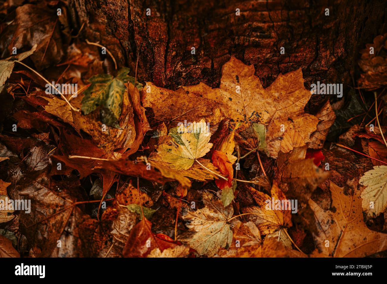 Colorful Collection of Autumn Leaves , close up leaf Stock Photo - Alamy