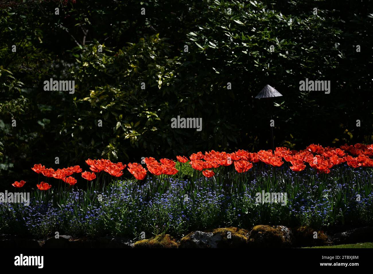 A scenic view of a vibrant meadow filled with red and blue wildflowers Stock Photo - Alamy