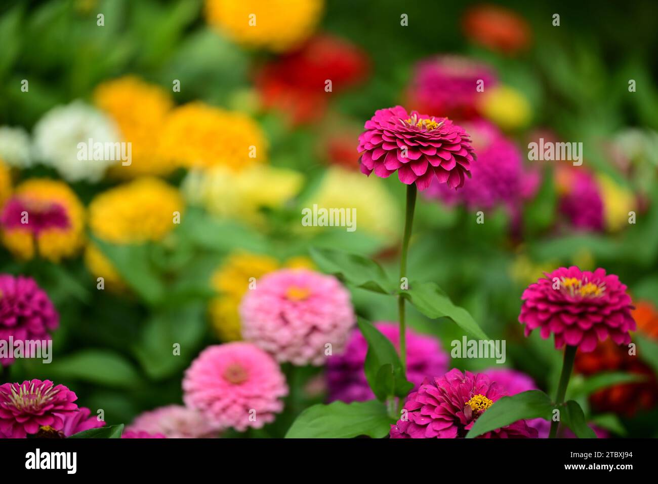 A variety of flowers arranged in an aesthetically pleasing composition ...