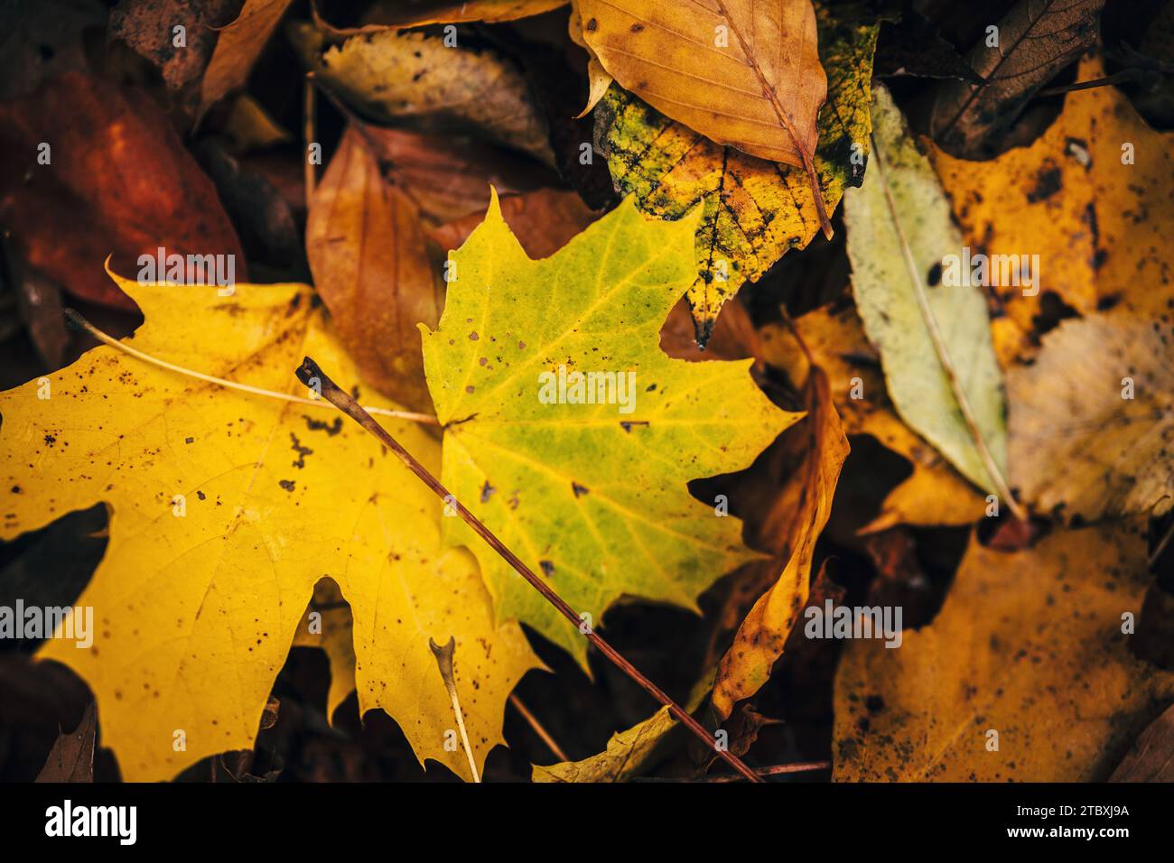 Colorful Collection of Autumn Leaves , close up leaf Stock Photo - Alamy