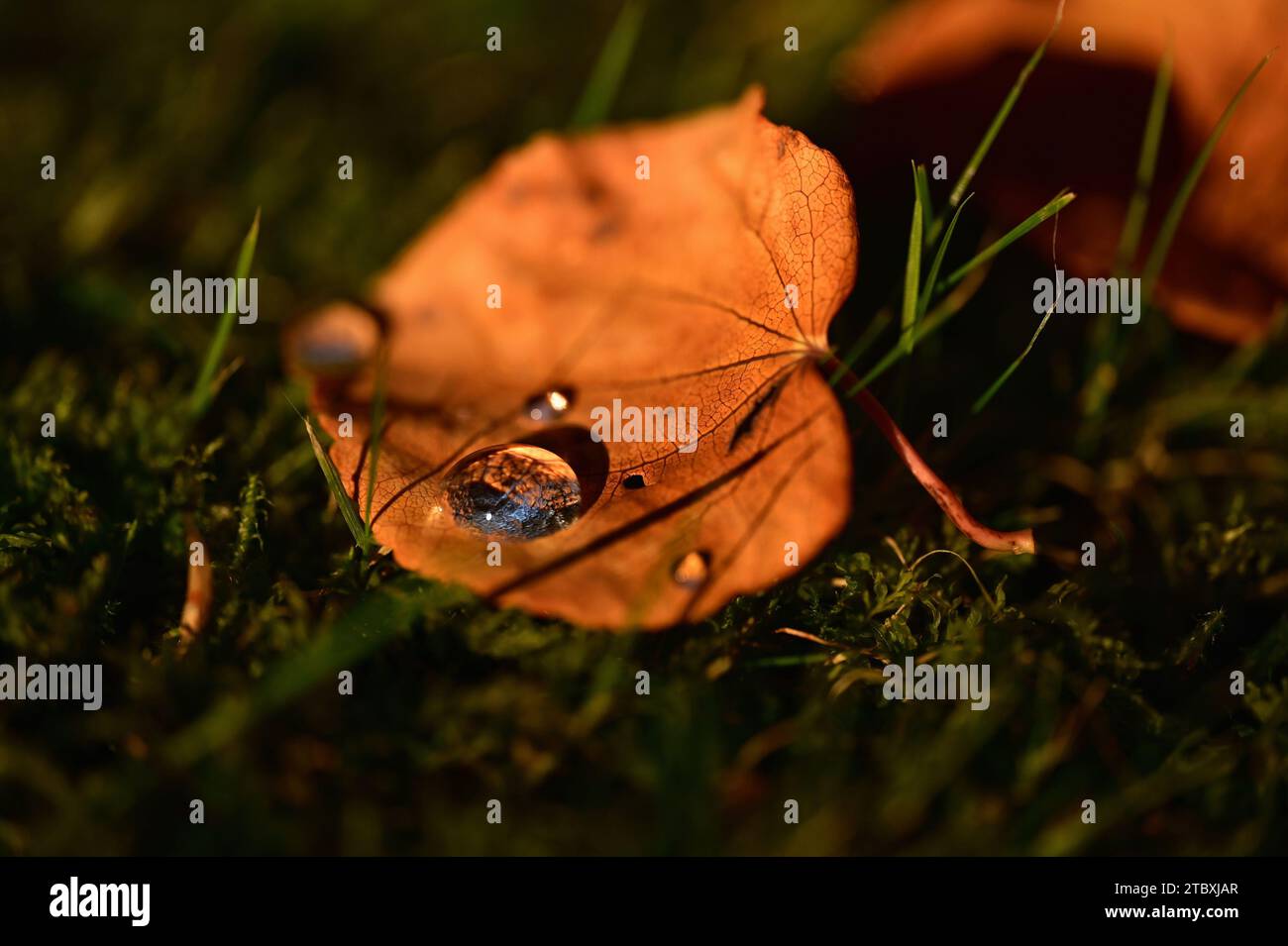 A withered brown leaf resting in a field of lush green grass in a ...
