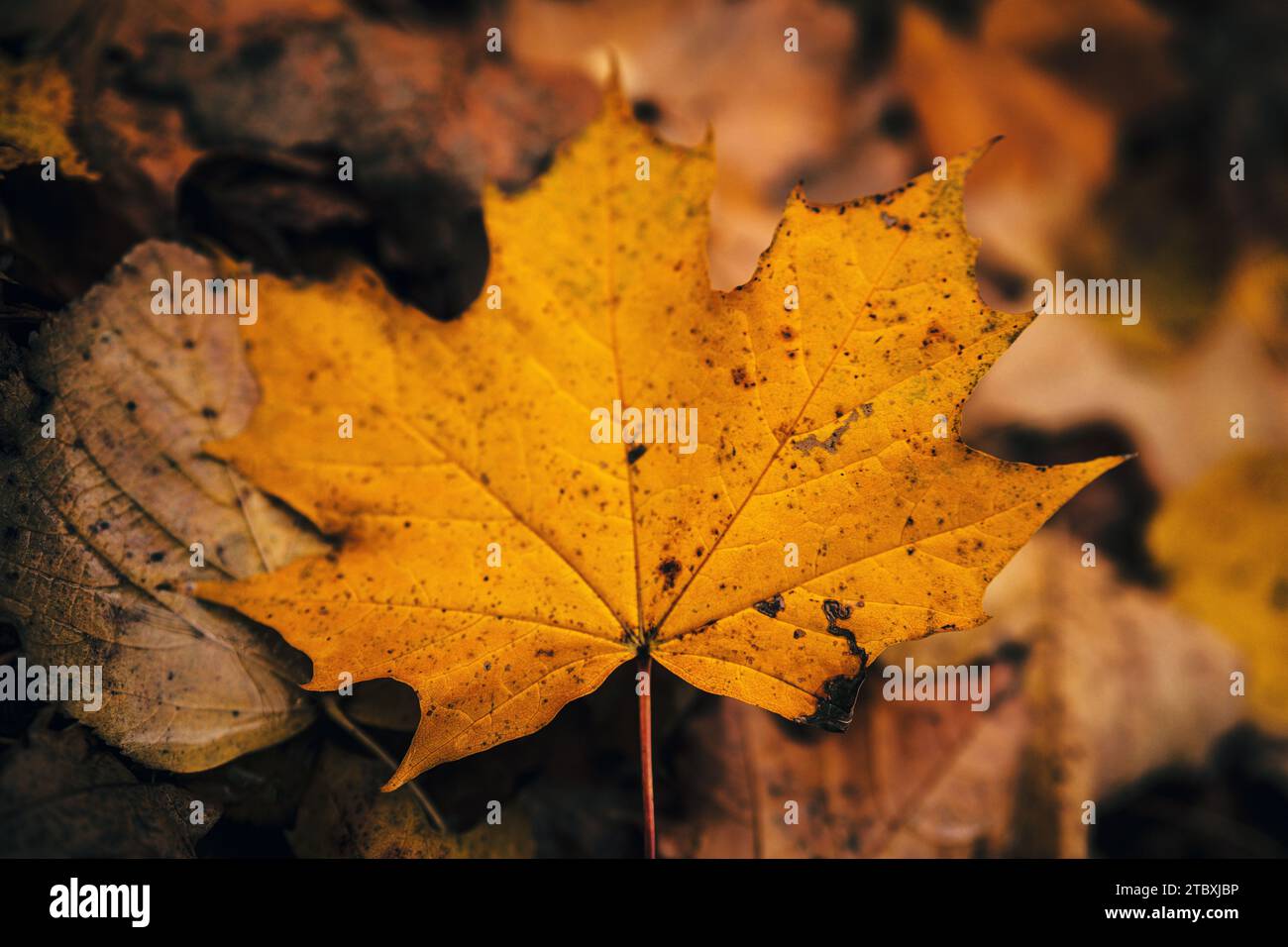 Colorful Collection of Autumn Leaves , close up leaf Stock Photo - Alamy