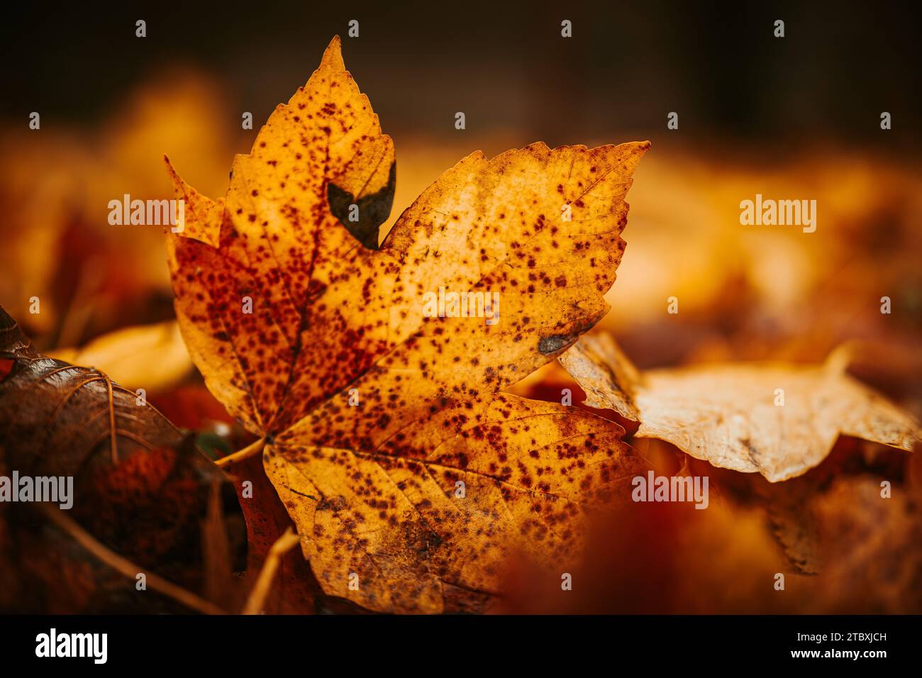 Colorful Collection of Autumn Leaves , close up leaf Stock Photo - Alamy