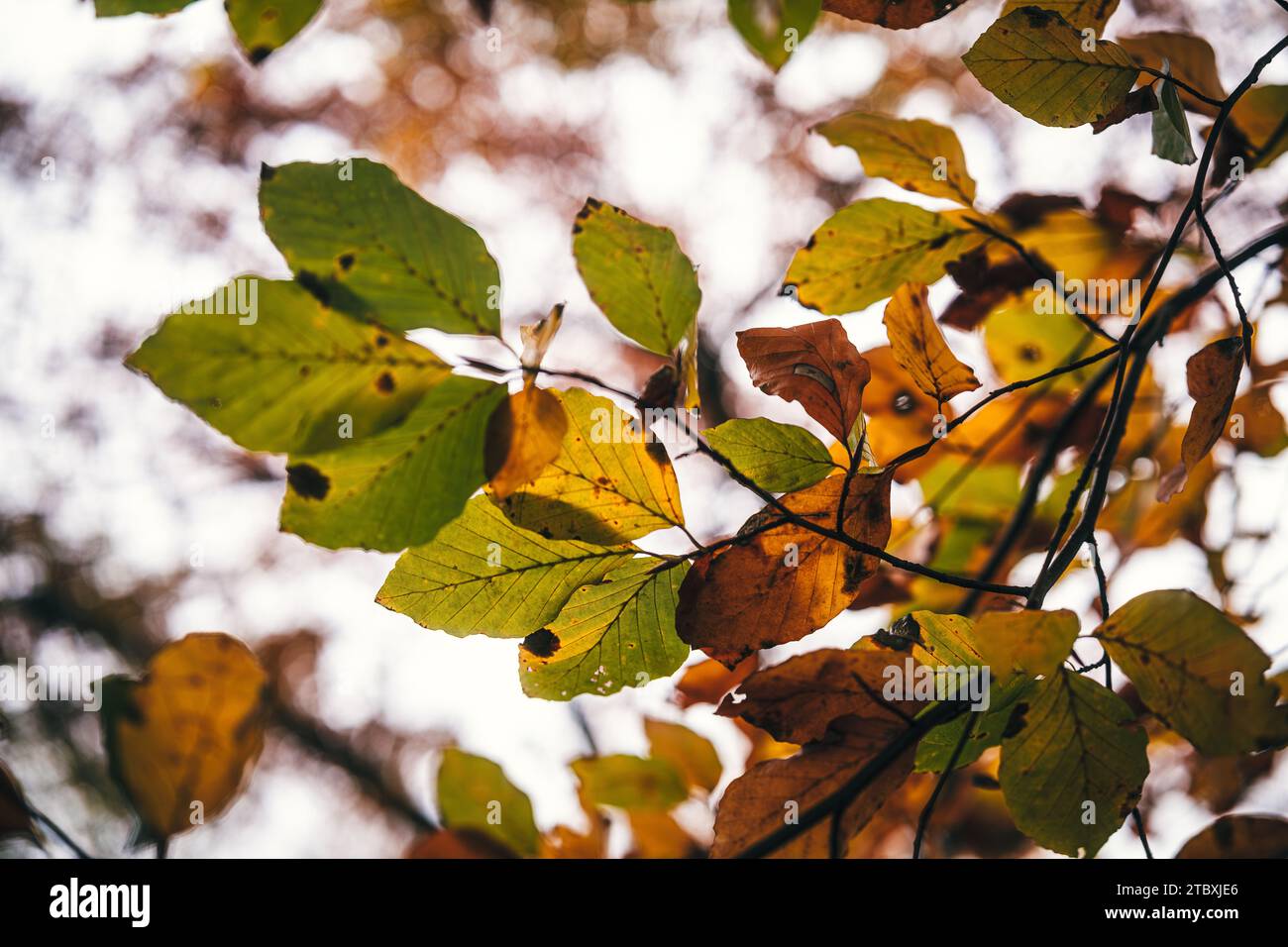Colorful Collection of Autumn Leaves , close up leaf Stock Photo - Alamy