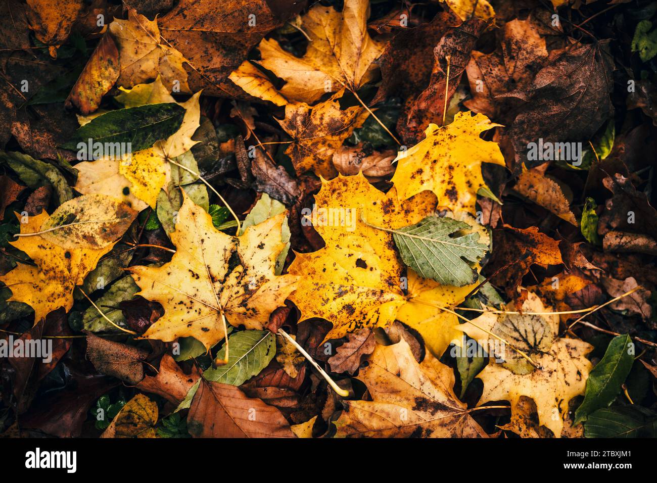 Colorful Collection of Autumn Leaves , close up leaf Stock Photo - Alamy