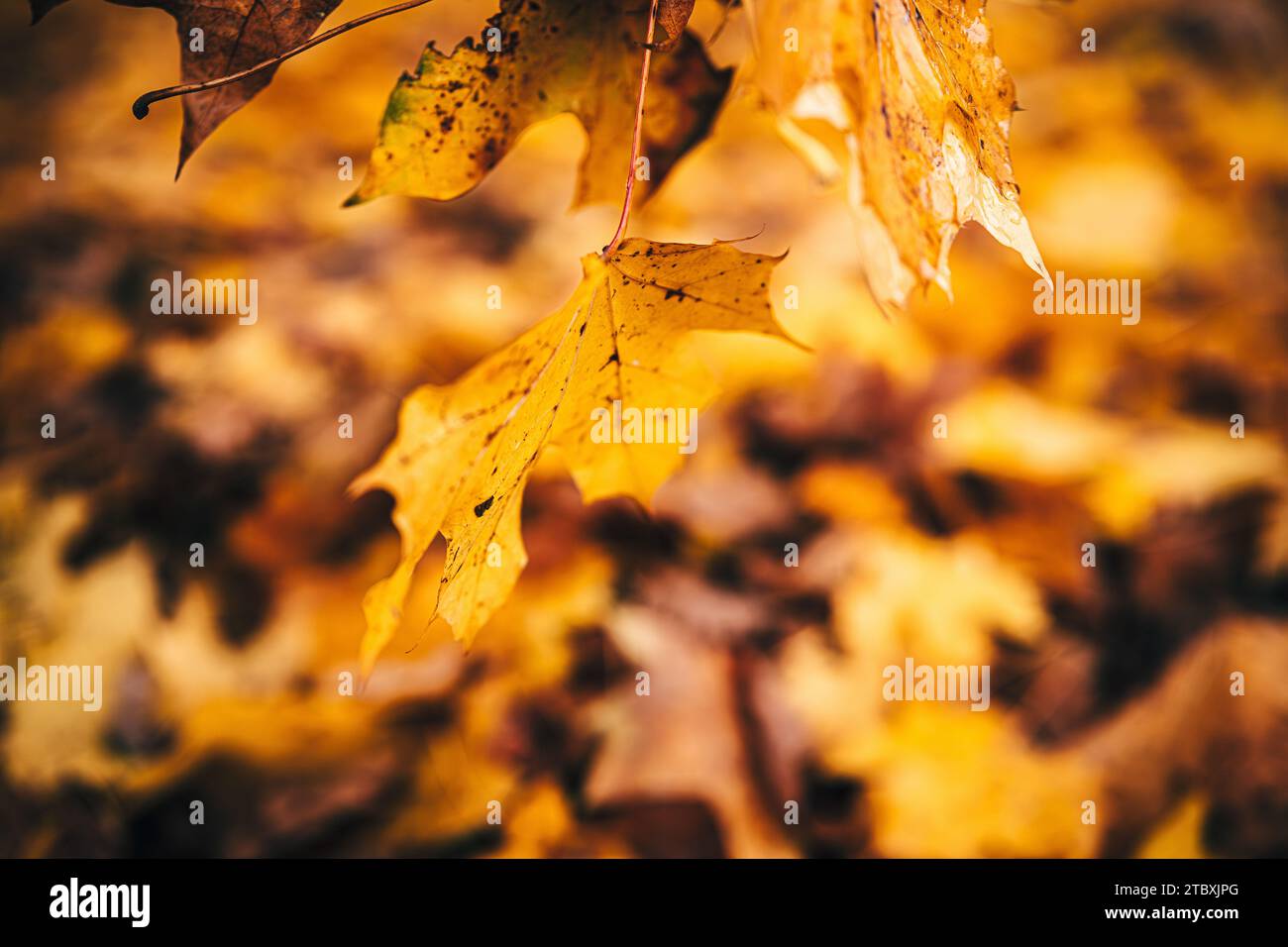 Colorful Collection of Autumn Leaves , close up leaf Stock Photo - Alamy