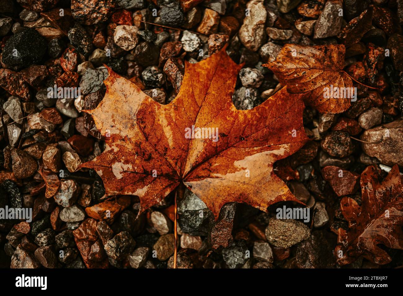 Colorful Collection of Autumn Leaves , close up leaf Stock Photo - Alamy