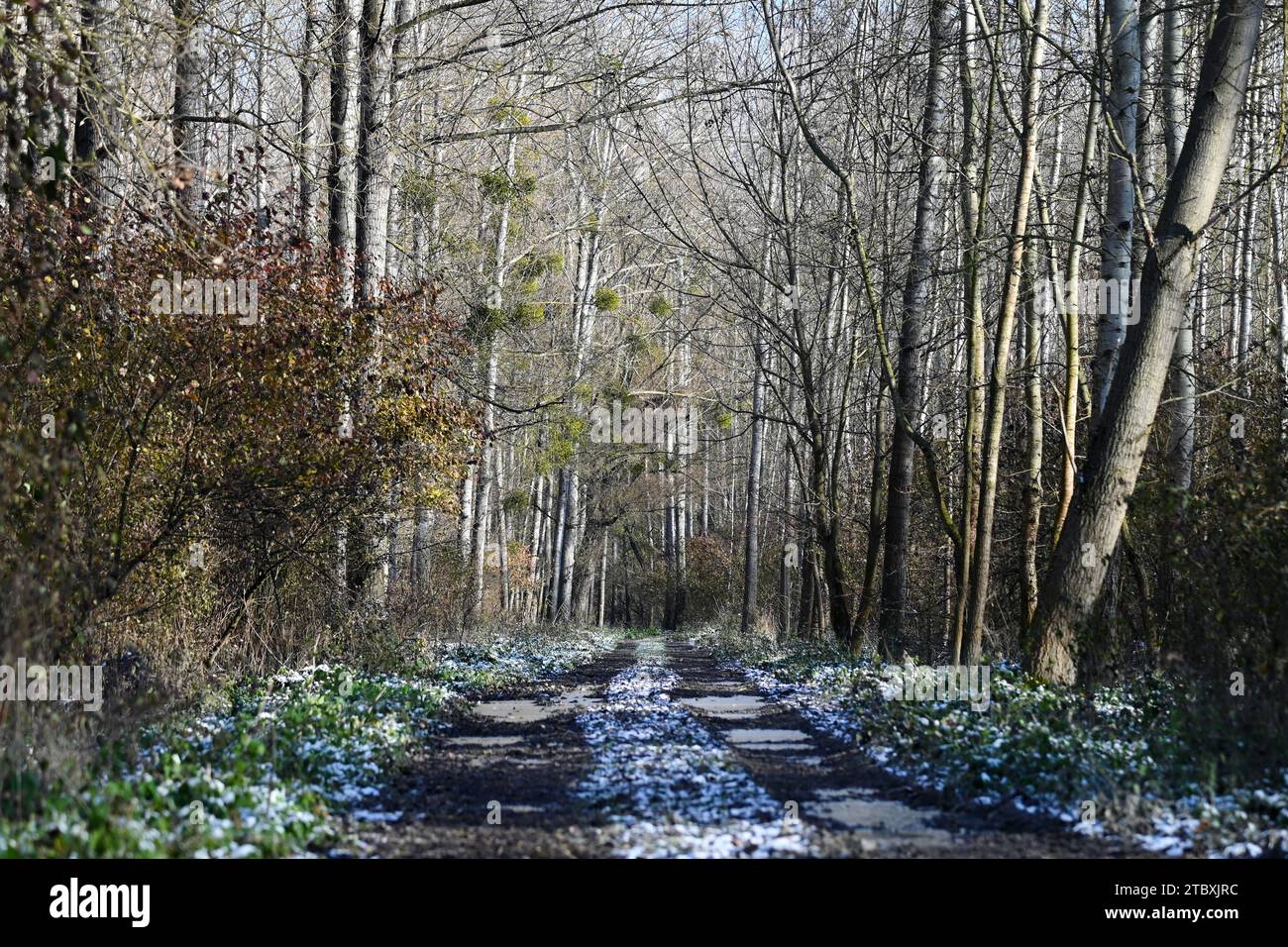 Pathway through leafless forest trees with light snow, near Danube ...