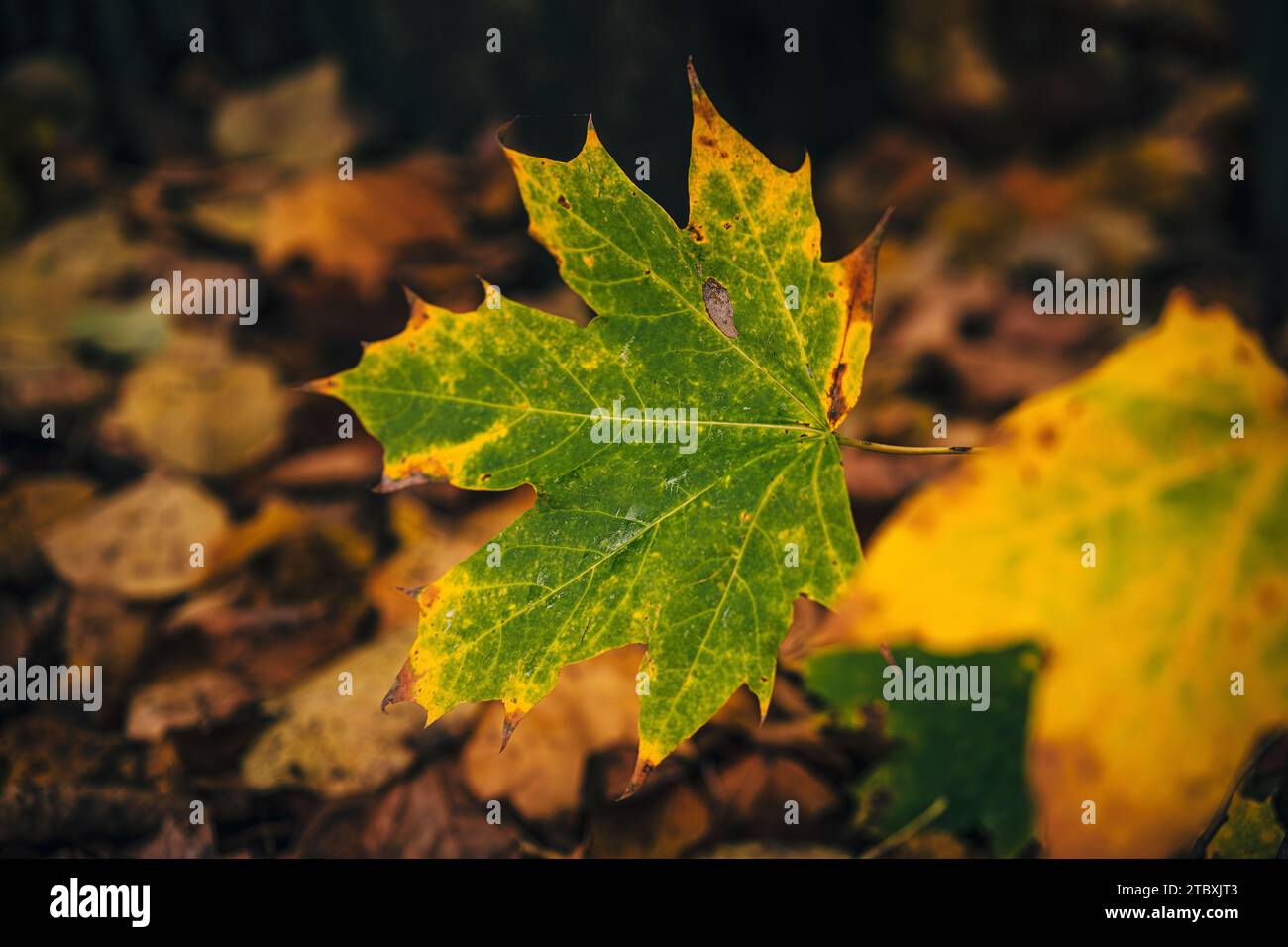 Colorful Collection of Autumn Leaves , close up leaf Stock Photo - Alamy