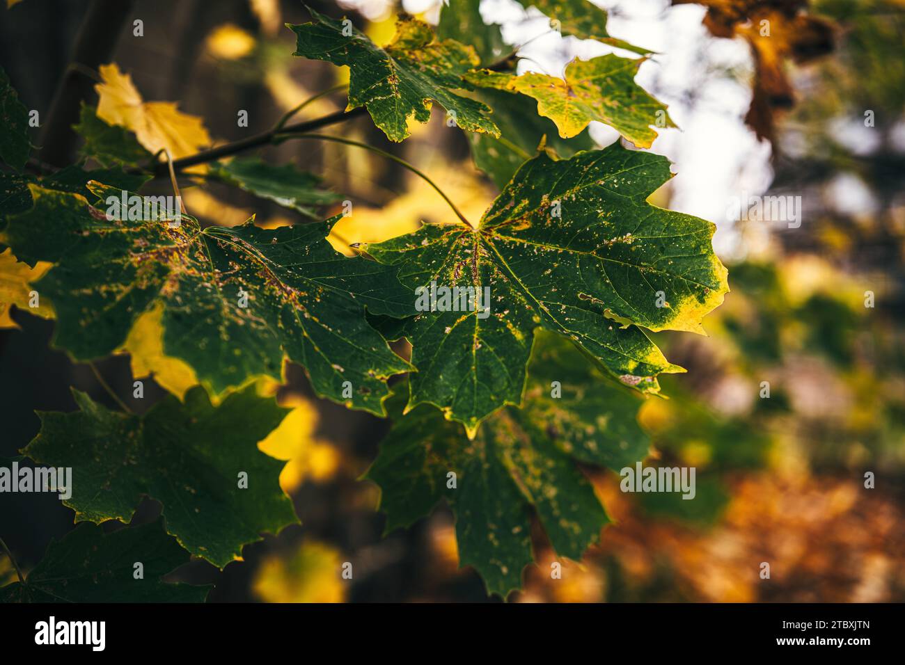 Colorful Collection of Autumn Leaves , close up leaf Stock Photo - Alamy
