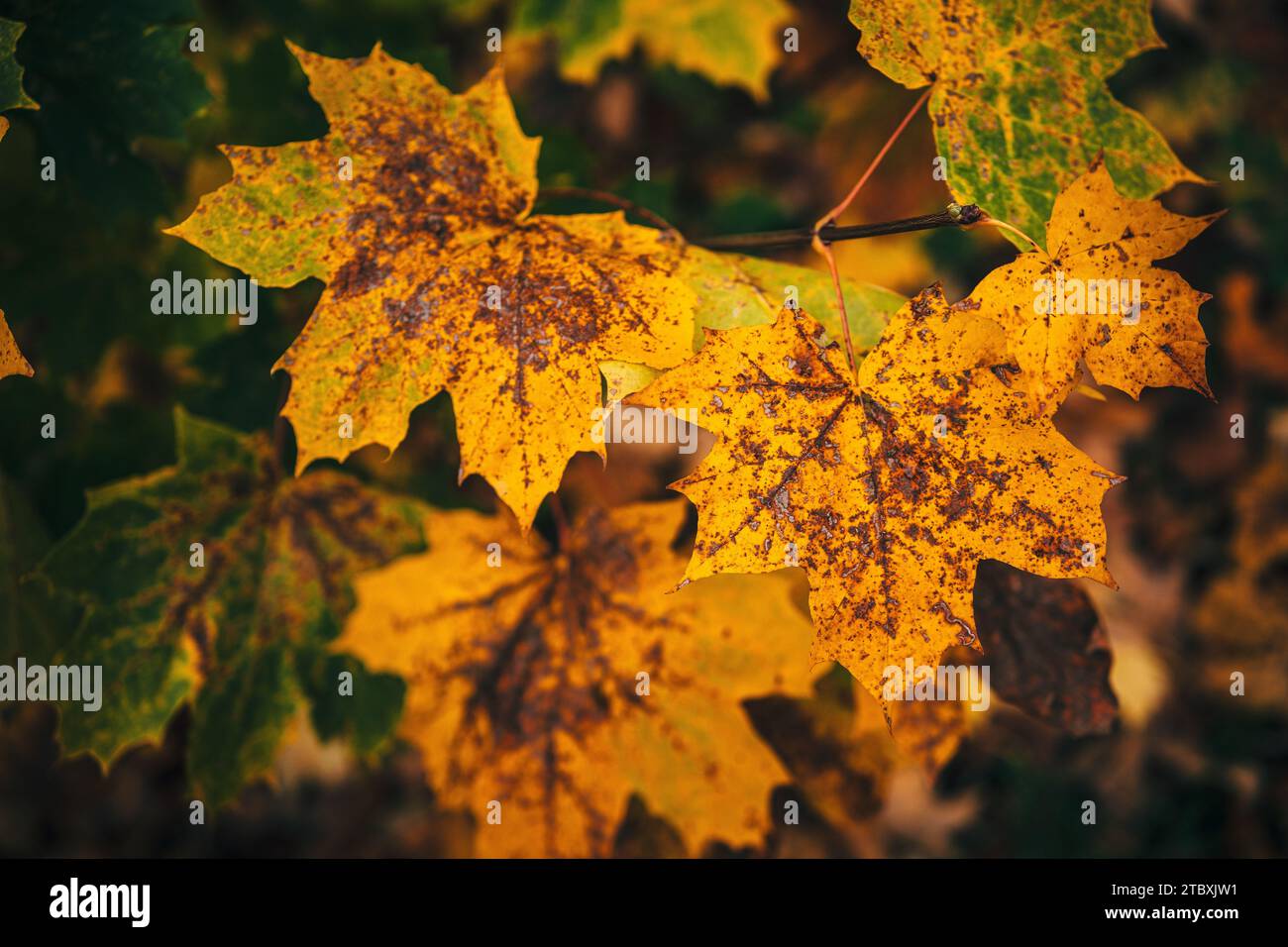 Colorful Collection of Autumn Leaves , close up leaf Stock Photo - Alamy