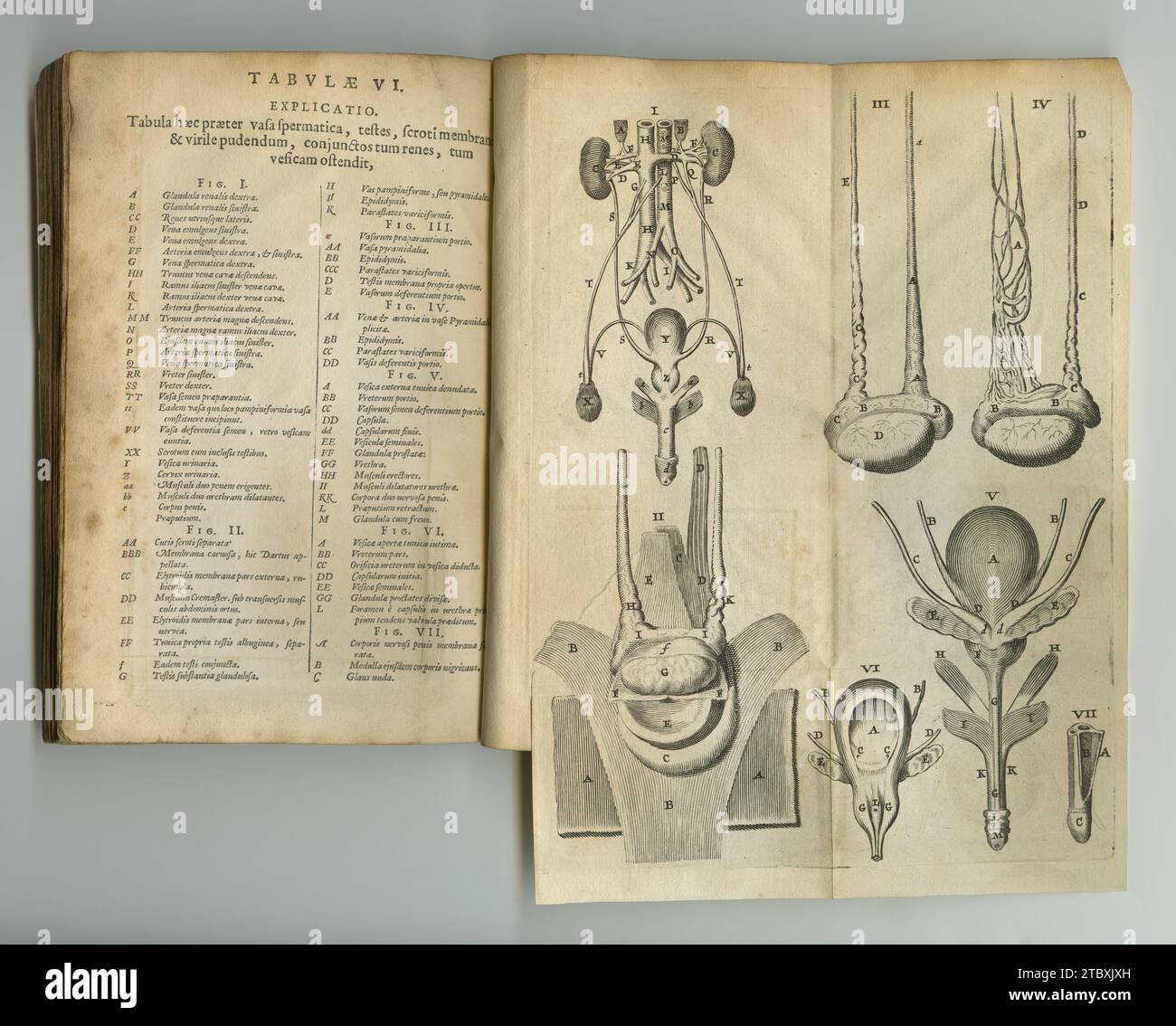 Antique medical book, sketch and study anatomy, human body drawing or ...