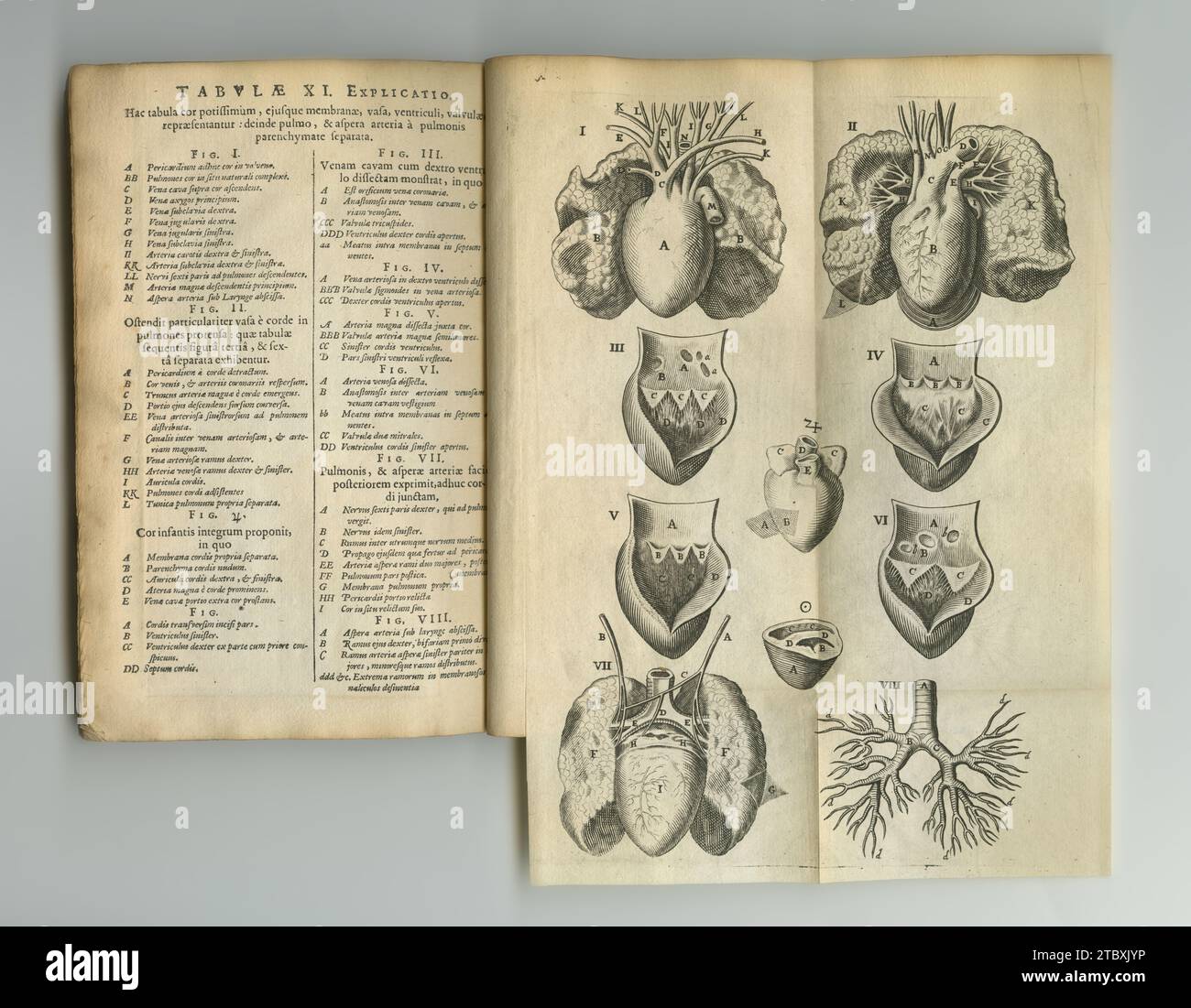 Ancient medical book, sketch and health study of anatomy, heart process ...