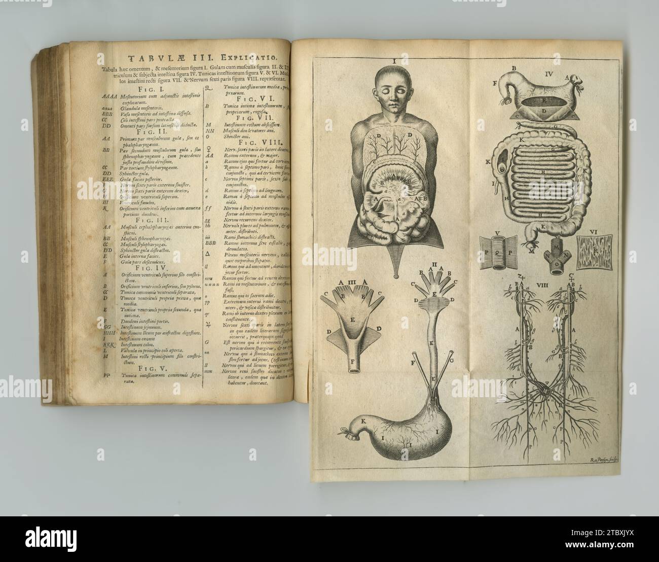 Digestive system diagram vintage hi-res stock photography and images ...