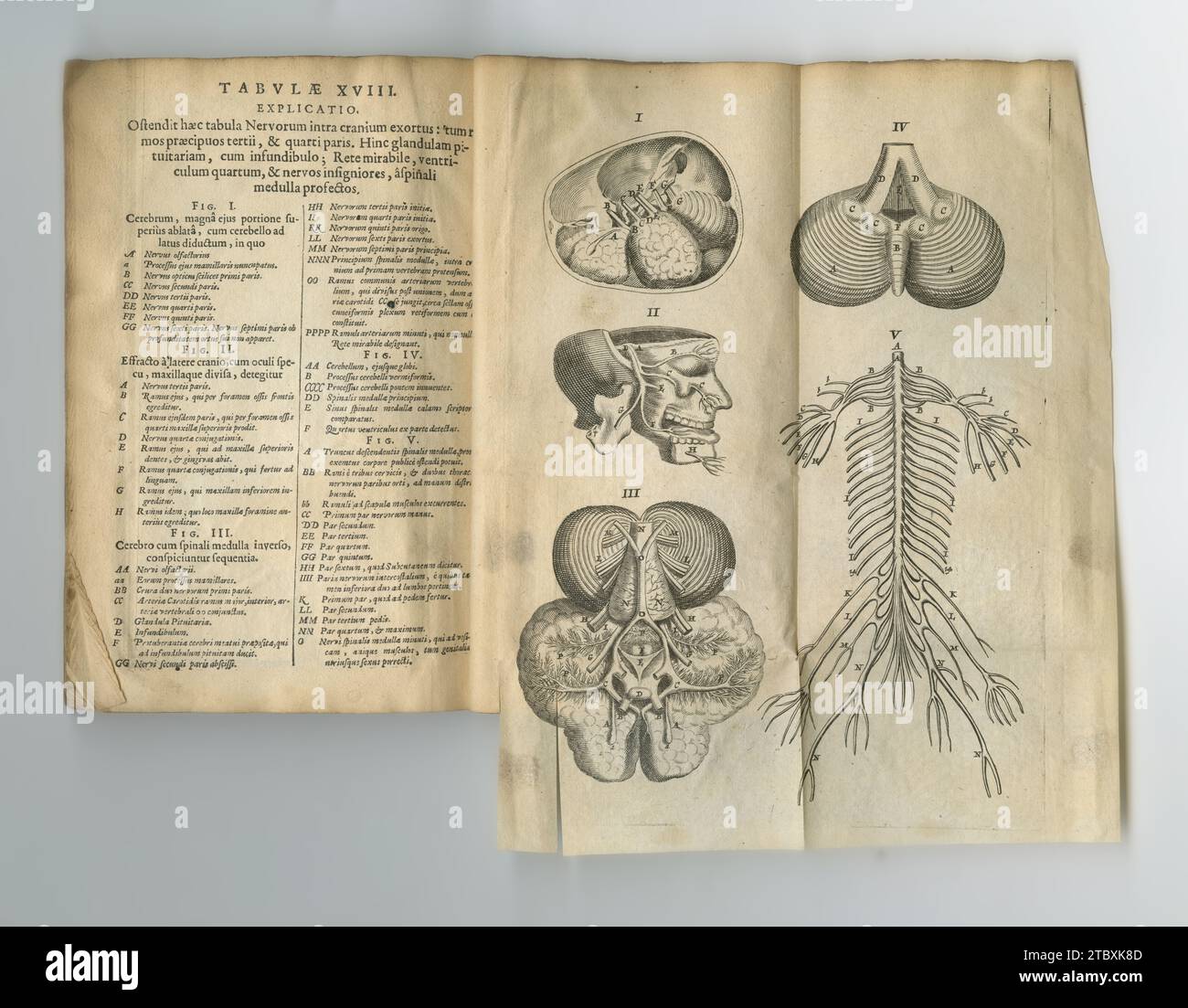Old book, vintage pages and anatomy study in latin literature ...