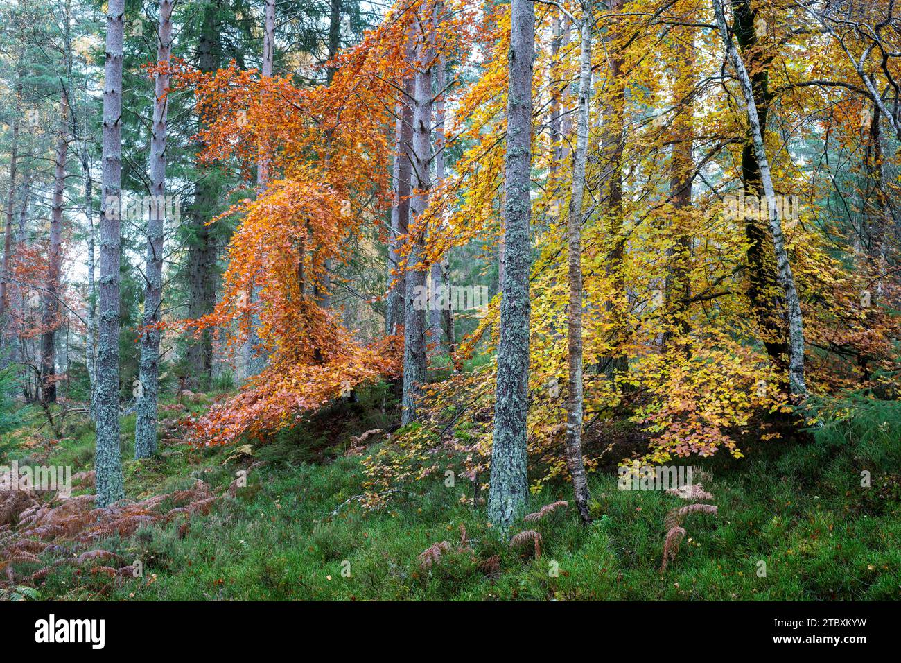 Betula Pendula and Fagus sylvatica.Autumnal Beech and Silver birch ...