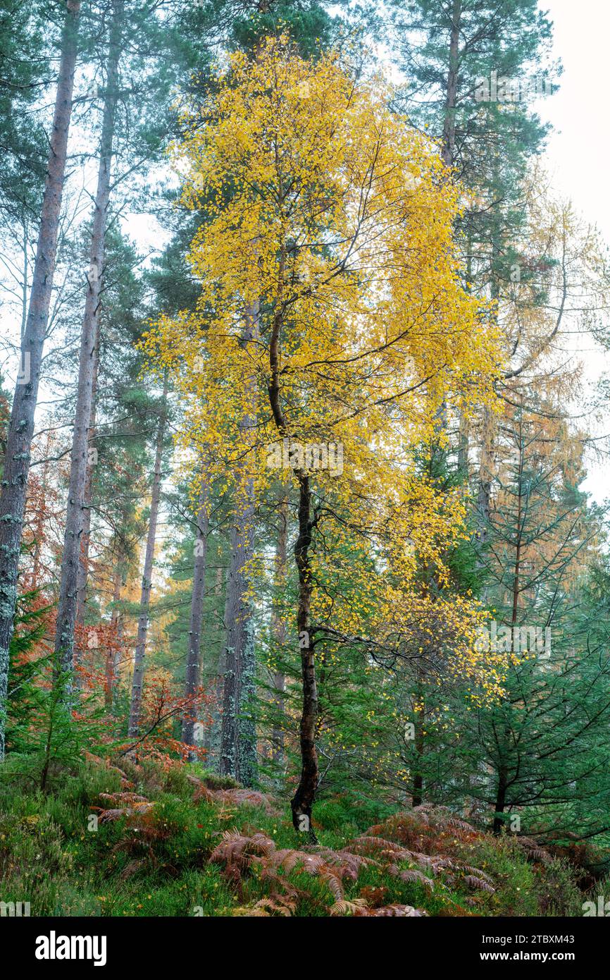 Betula Pendula. Autumnal Silver birch tree in a scottish pine wood in ...