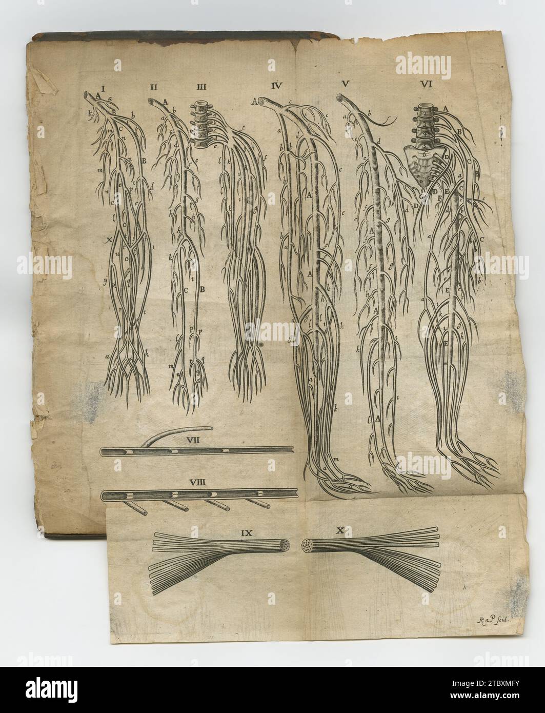Antique medical book, page and drawing of anatomy sketch, nervous ...
