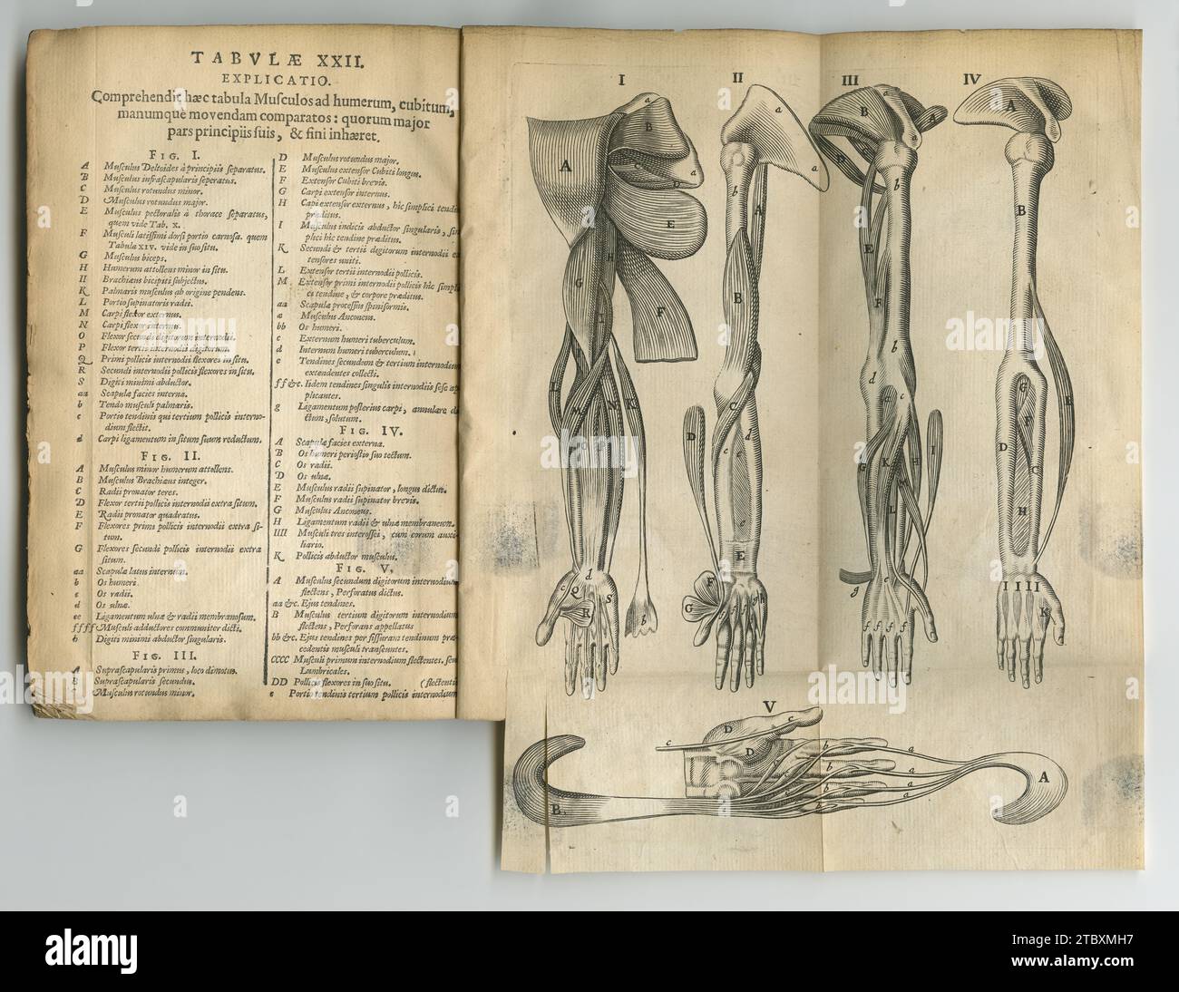 Antique medical book, ancient and drawing of arm anatomy, skeleton or ...