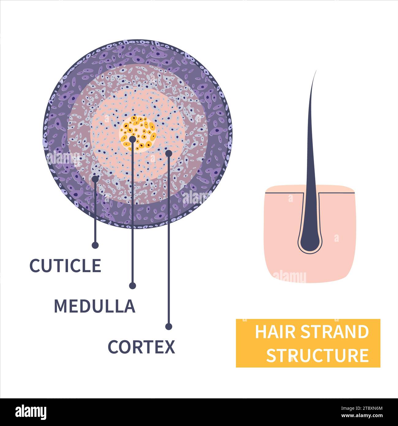 Human hair, conceptual illustration Stock Photo - Alamy