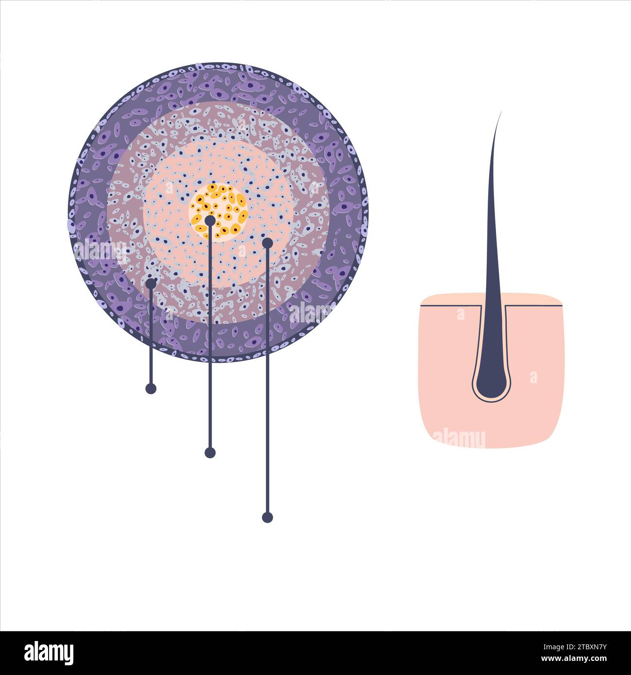 Hair human anatomy structure hi-res stock photography and images - Alamy