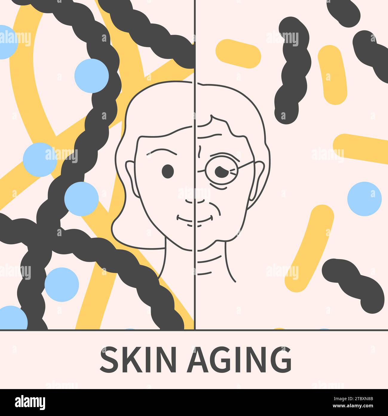 Skin aging, conceptual illustration Stock Photo - Alamy