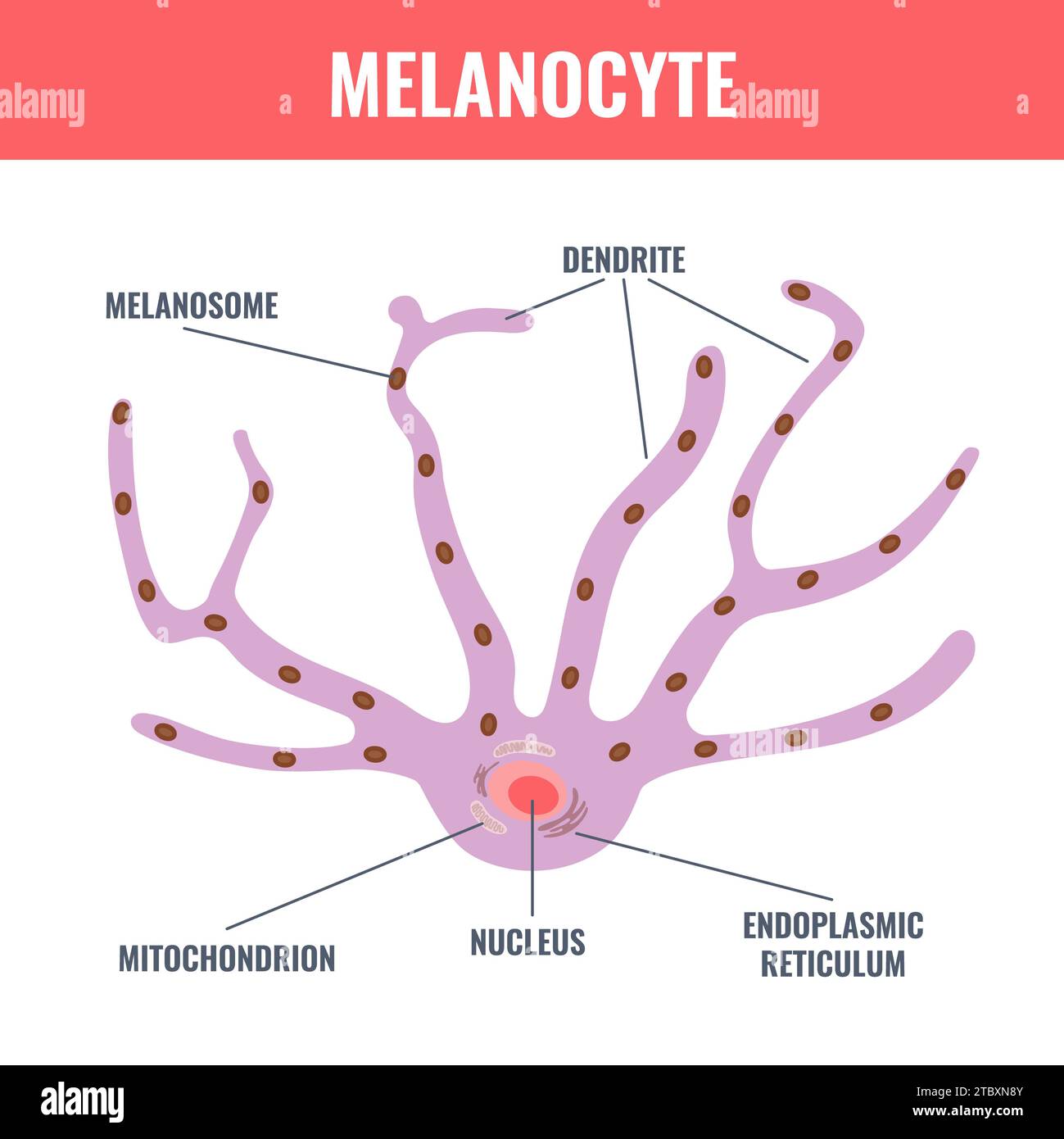 Melanocyte, conceptual illustration Stock Photo - Alamy