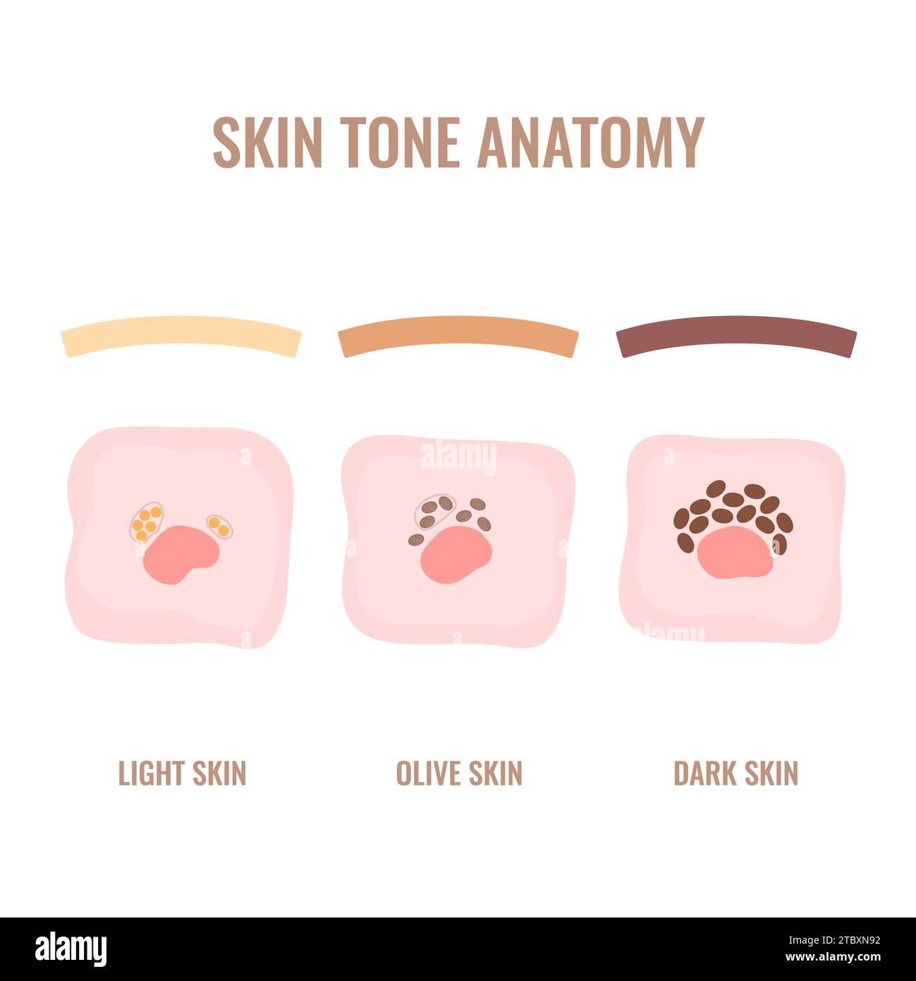 Skin pigmentation, conceptual illustration Stock Photo - Alamy