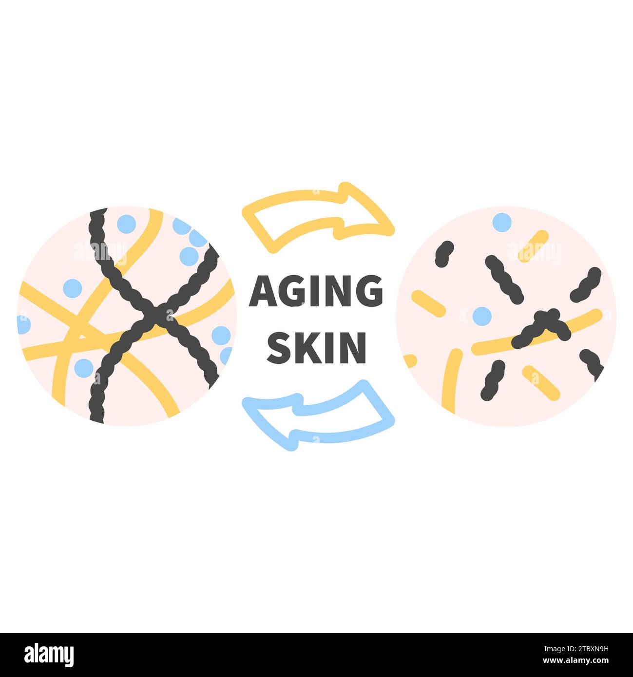 Skin hydration routine Cut Out Stock Images & Pictures - Alamy