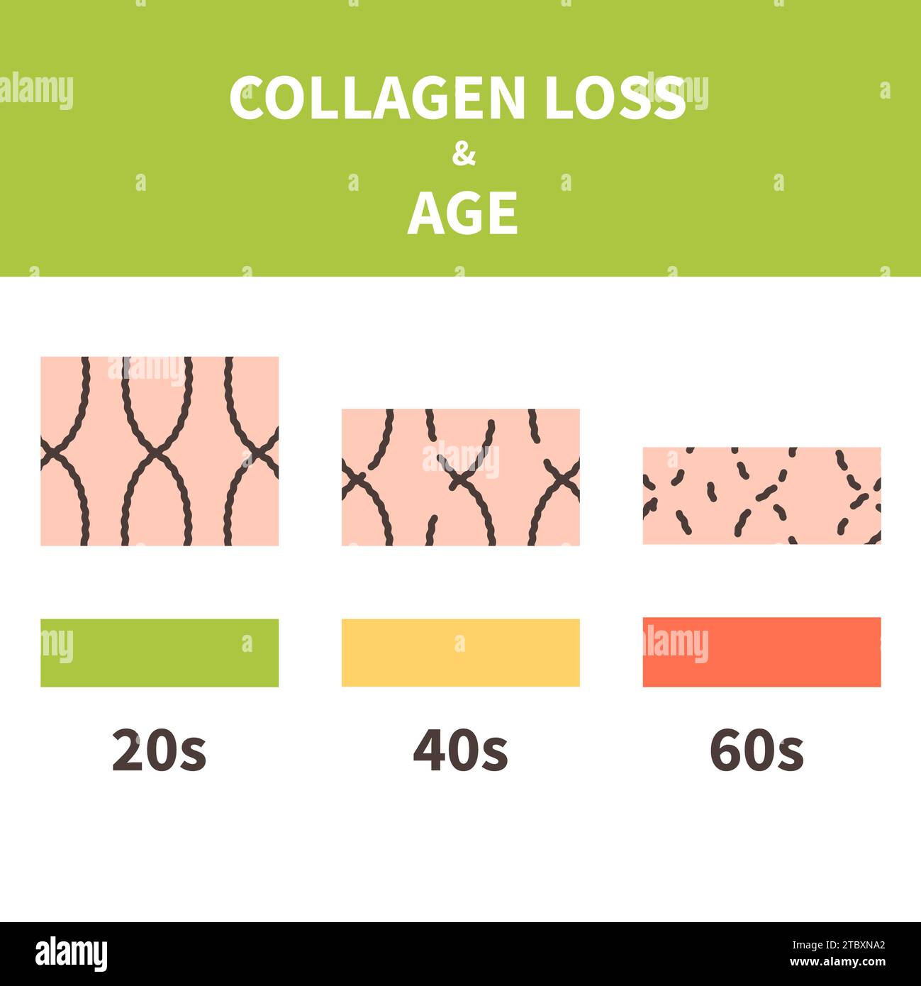 Collagen protein structure hi-res stock photography and images - Alamy