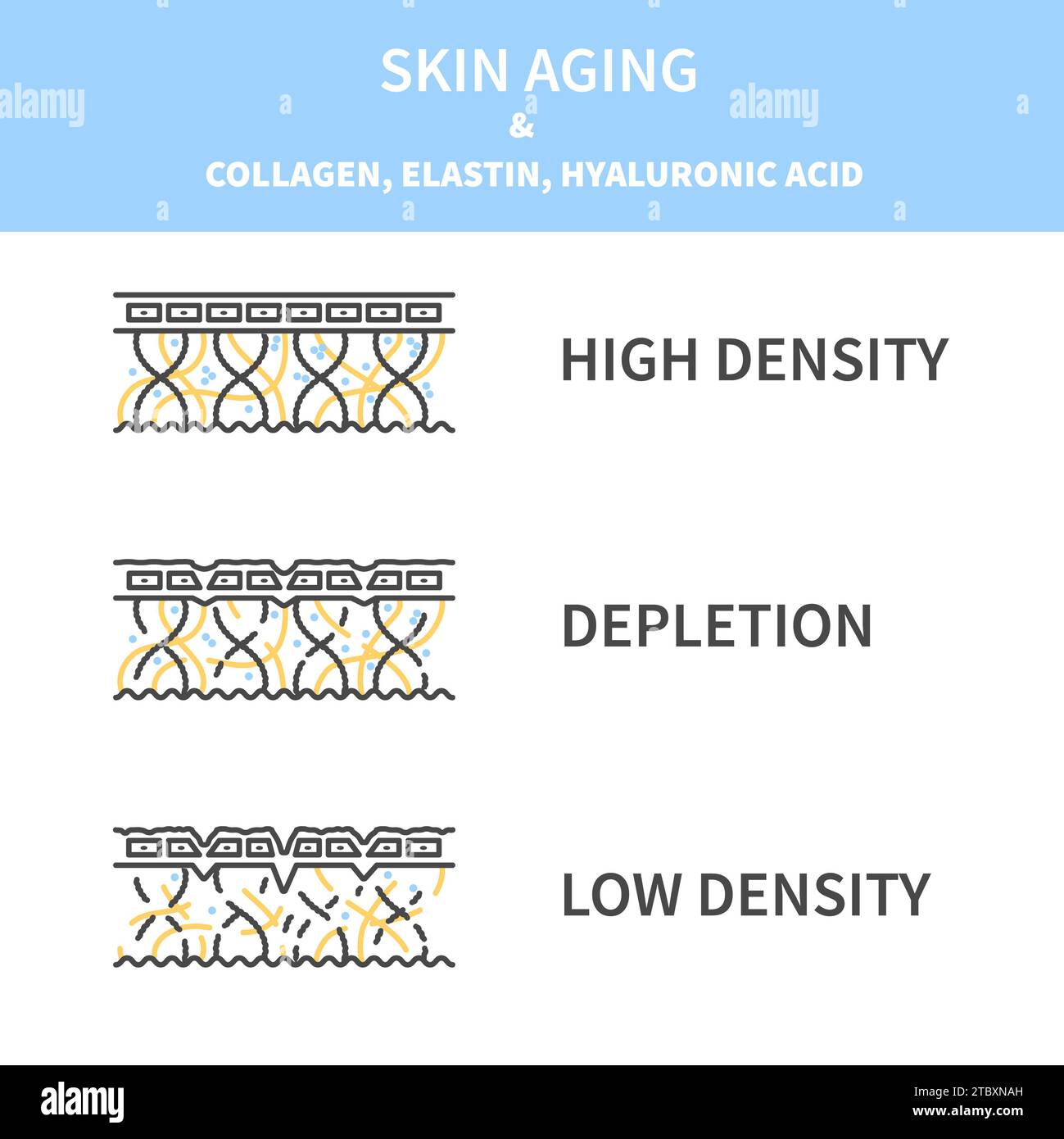 Skin aging, conceptual illustration Stock Photo - Alamy