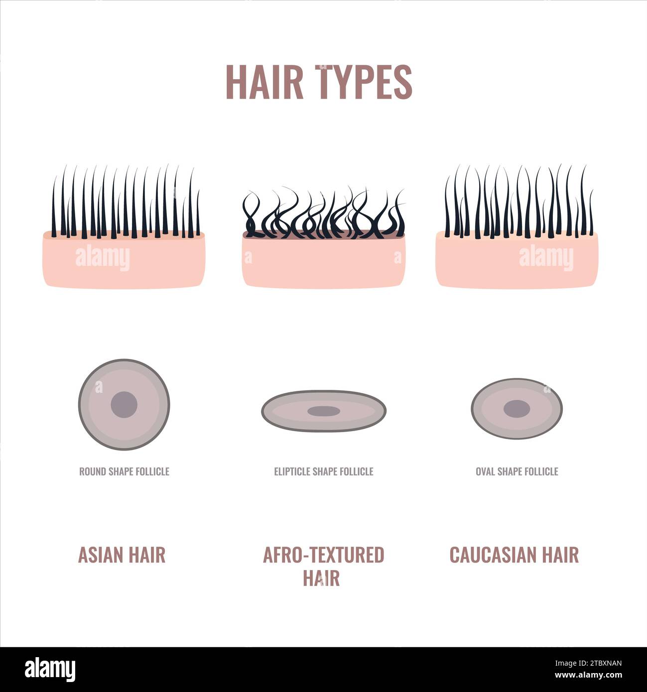 Hair types, conceptual illustration Stock Photo - Alamy