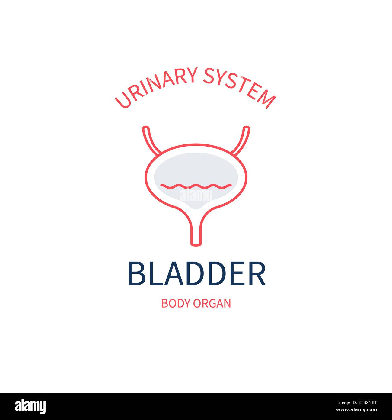 Bladder, conceptual illustration Stock Photo - Alamy