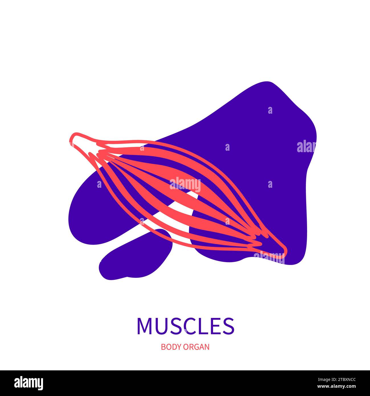 Biceps muscle anatomy diagram hi-res stock photography and images - Alamy