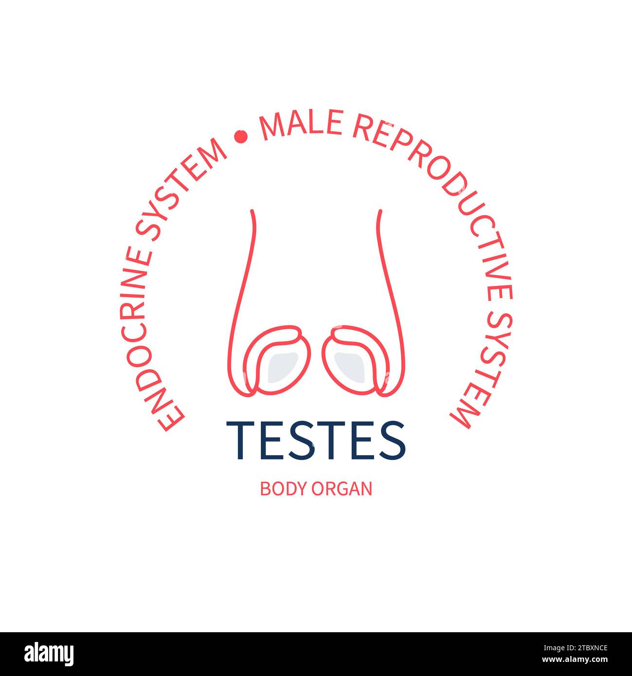 Male testicle hi-res stock photography and images - Alamy