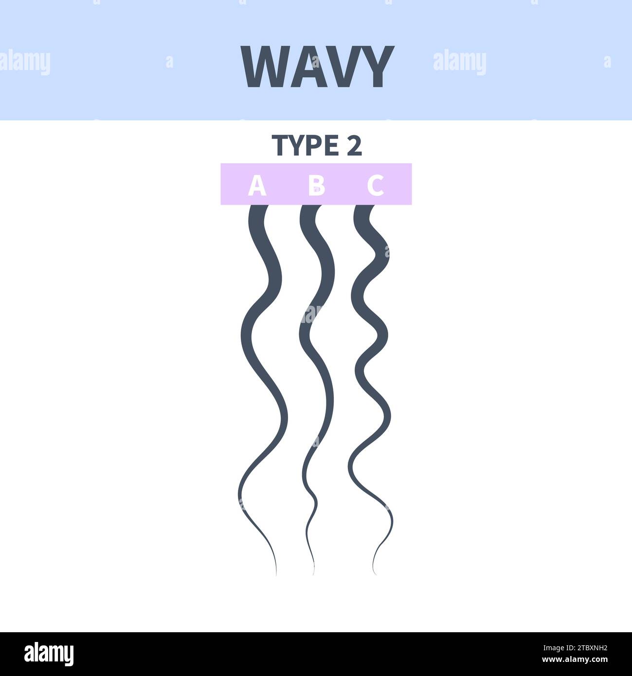 Hair types, conceptual illustration Stock Photo - Alamy