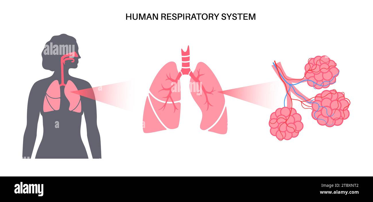 Lung diseases alveoli illustration hi-res stock photography and images ...