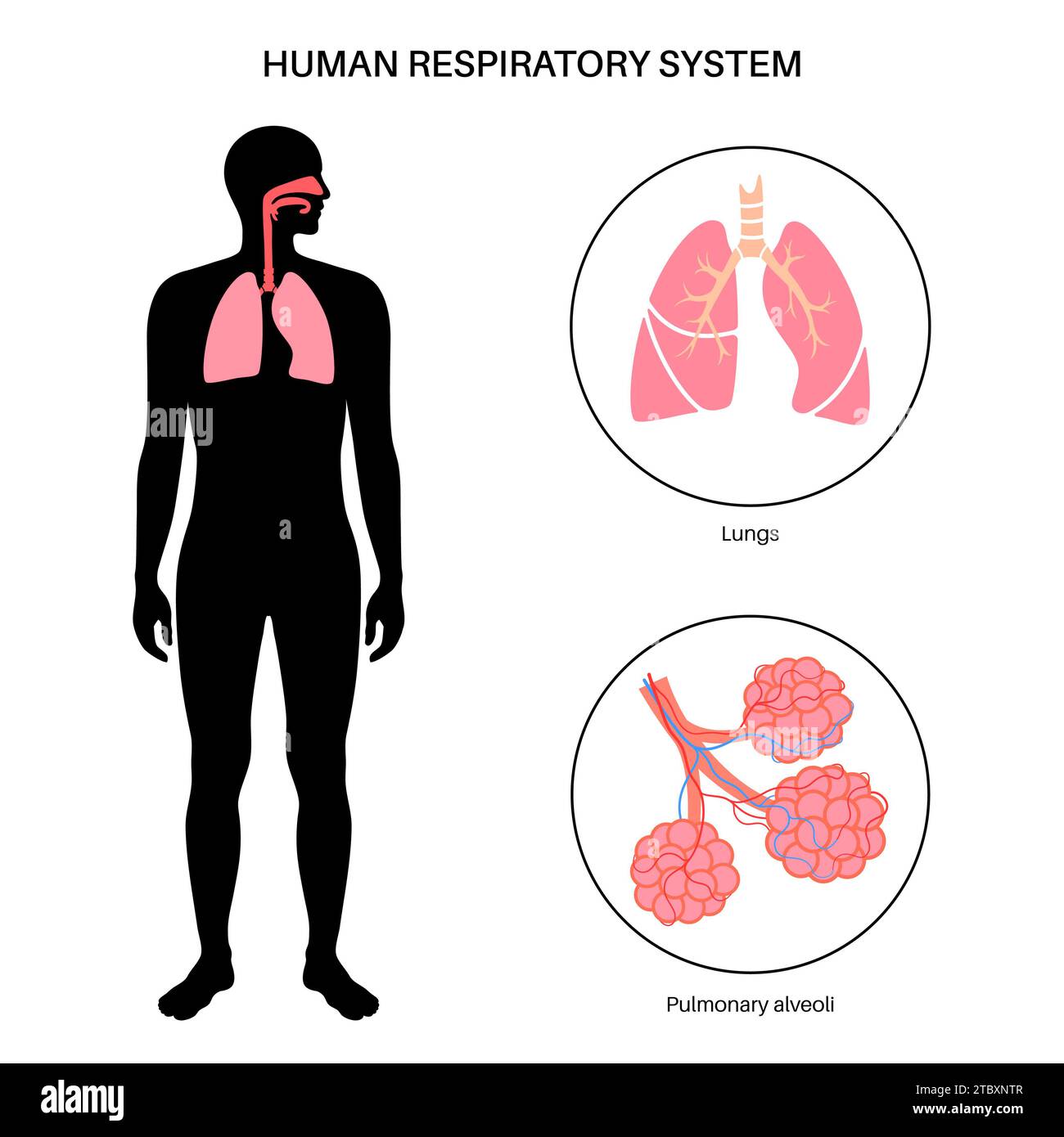 Lung diseases alveoli illustration hi-res stock photography and images ...