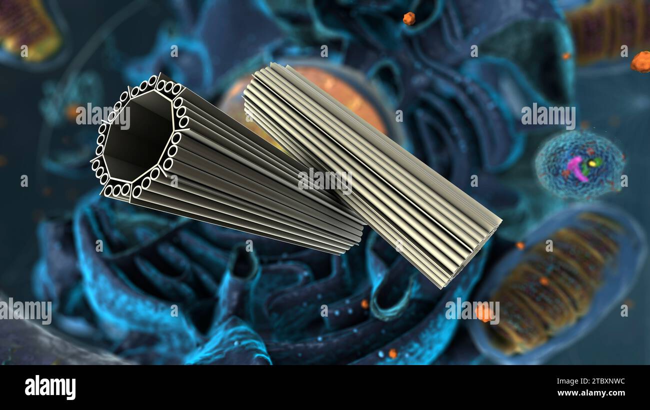 Centrosome hi-res stock photography and images - Alamy