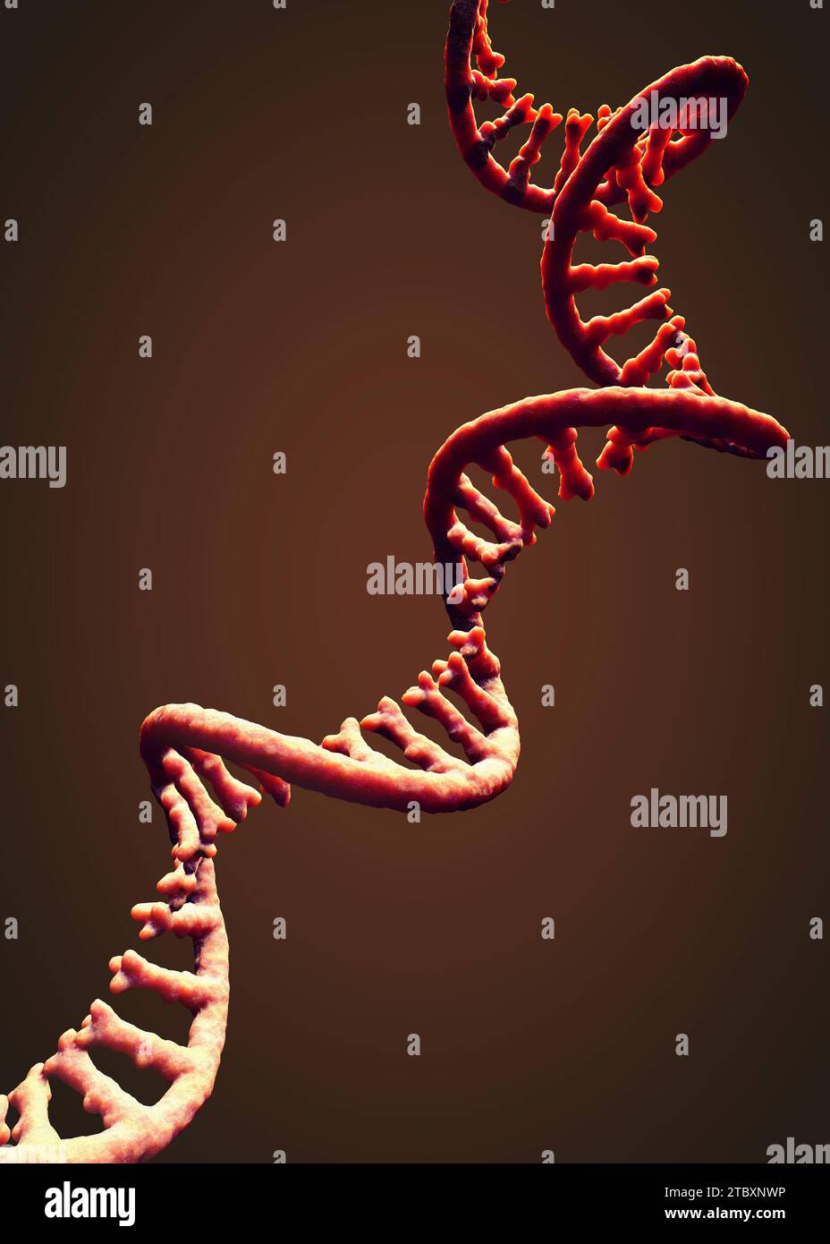 Messenger rna hi-res stock photography and images - Alamy