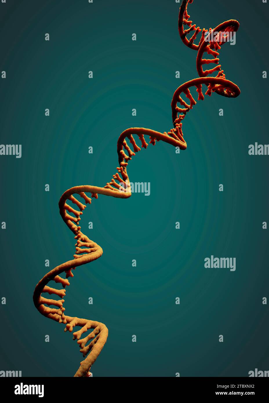 Messenger rna hi-res stock photography and images - Alamy