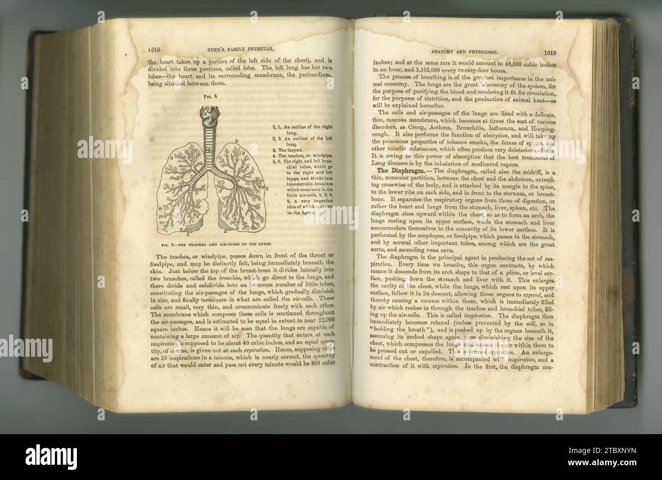 Old book, vintage and anatomy study of respiratory system in manuscript ...