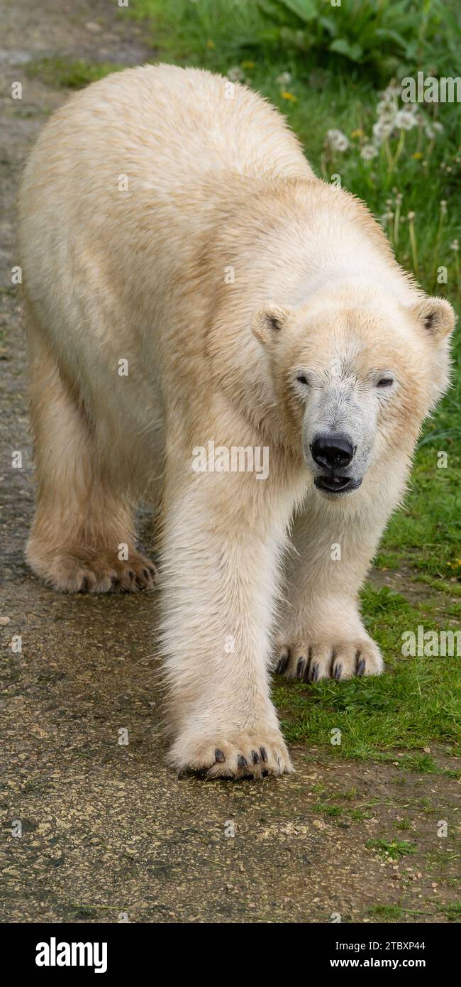 Yorkshire wildlife polar hi-res stock photography and images - Alamy