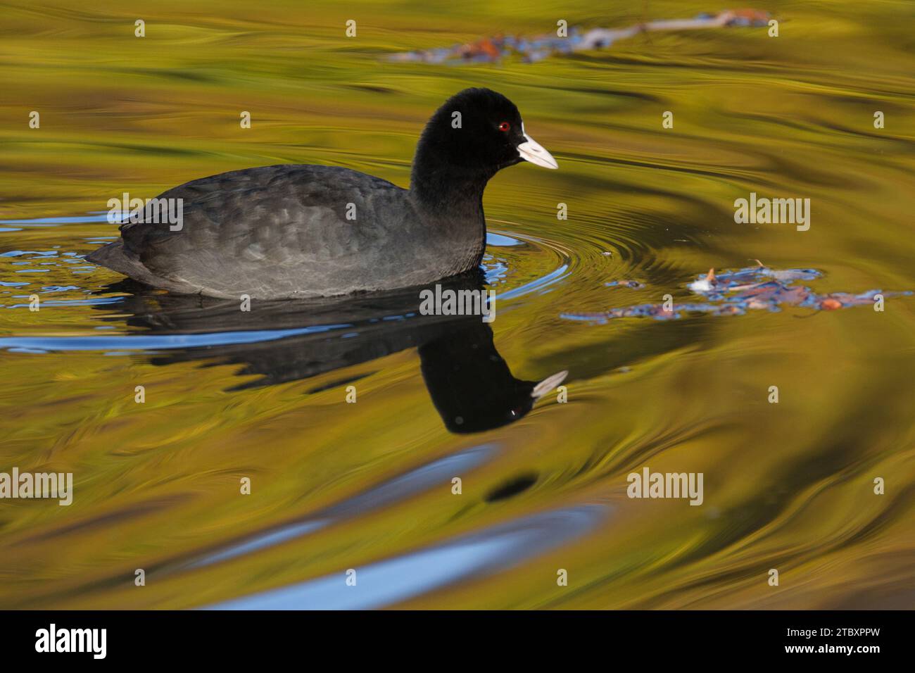 A Common or Eurasian Coot, (Fulica atra) swimming on a lake in Kanagawa ...