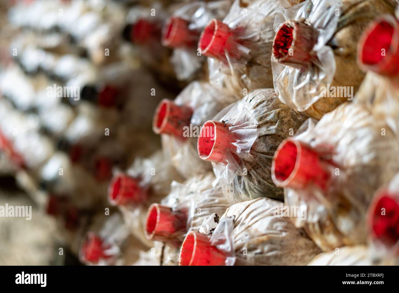 Mushroom blocks stacked in a mushroom factory Stock Photo - Alamy