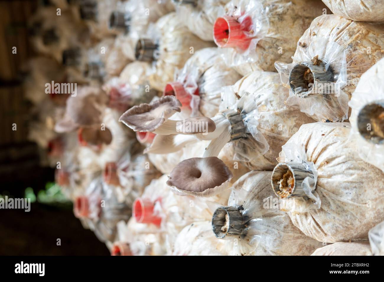 Mushroom blocks stacked in a mushroom factory Stock Photo - Alamy
