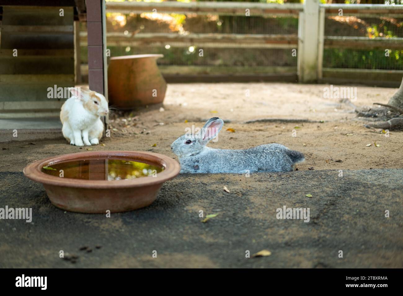 Rabbit on the floor hi-res stock photography and images - Alamy