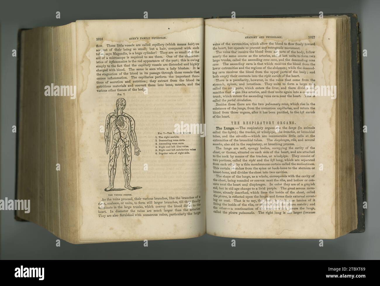 Old book, pages and anatomy of respiratory system or body veins in ...