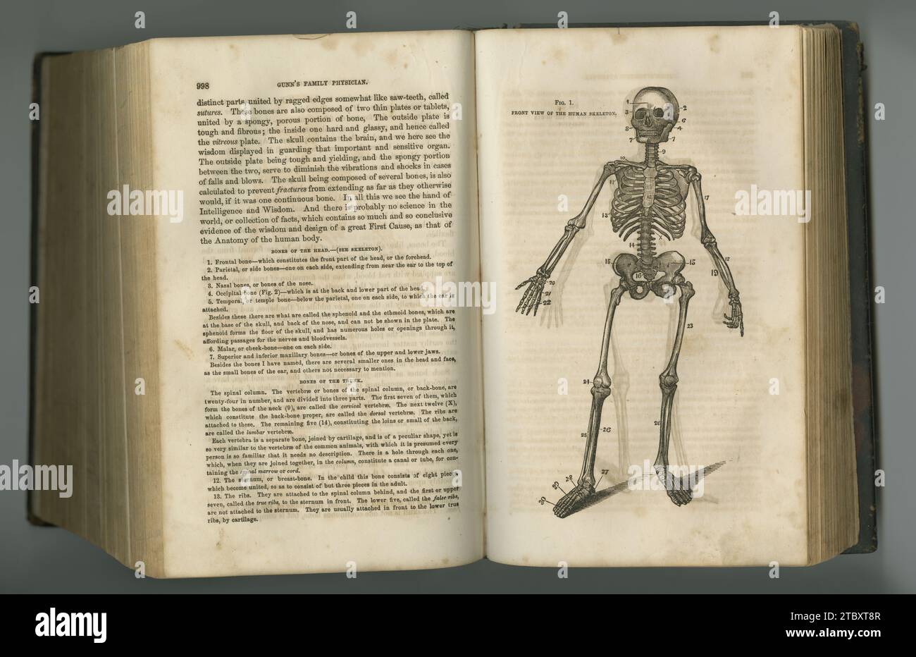 Old book, vintage and anatomy of skeleton bones or parts in literature ...