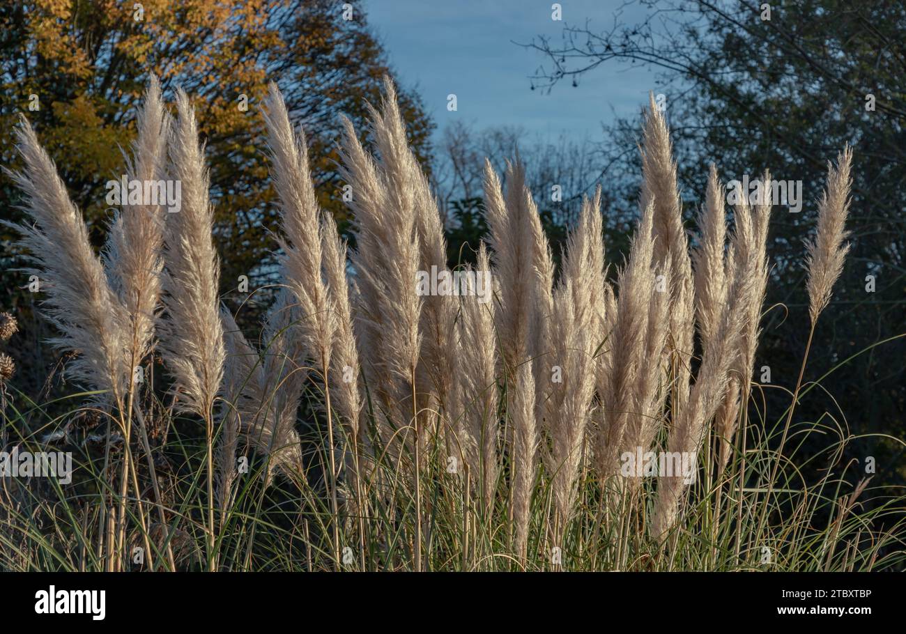 The fascinating plumage of the flowers of the pampas grass in the park ...